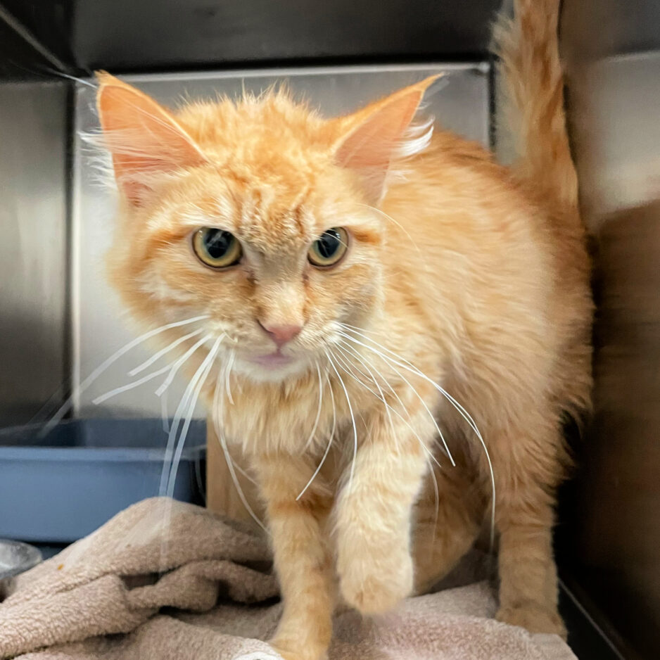 Pet of the Week: Miss Frog #1948 | News, Sports, Jobs - Daily Herald